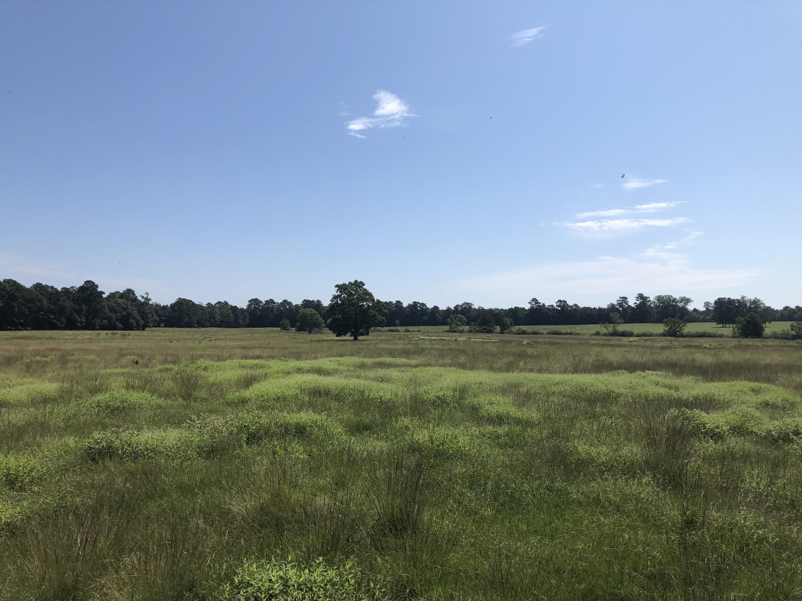 Call Junction - Lyme Timber